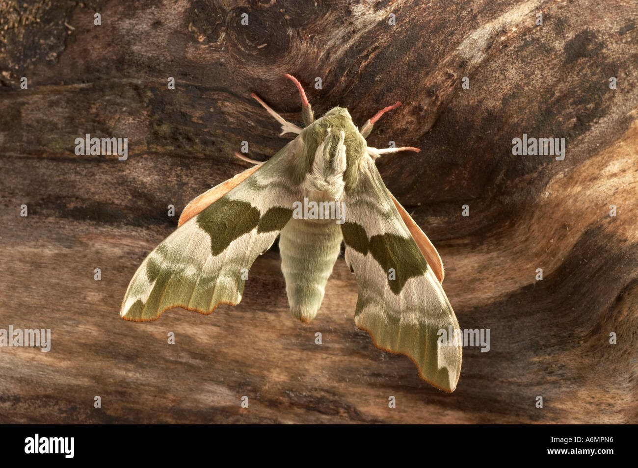 Male lime hawkmoth hi-res stock photography and images - Alamy