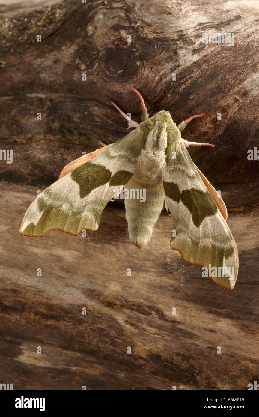 Male lime hawkmoth hi-res stock photography and images - Alamy