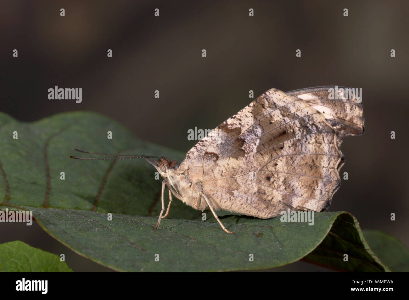 Banded Bluewing - Myscelia cyaniris Stock Photo - Alamy