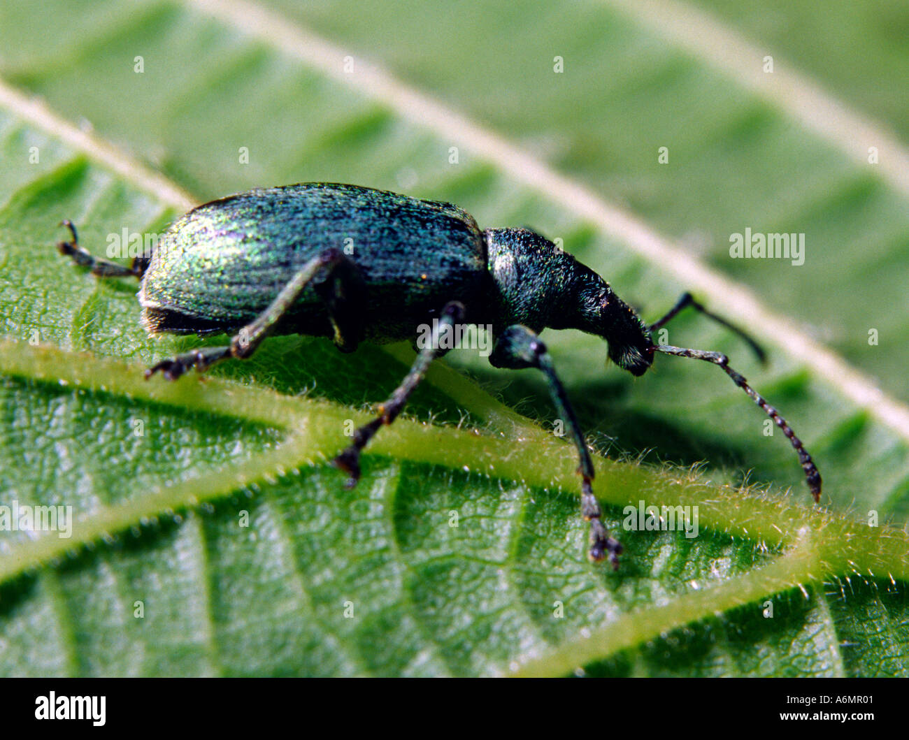 Weevil on stinging nettle Stock Photo - Alamy