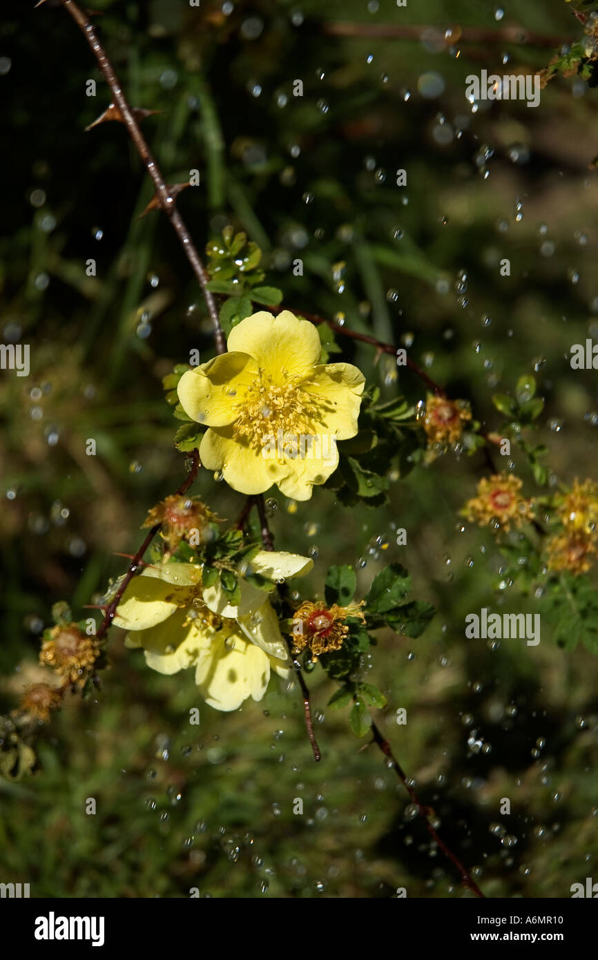 Yellow dwarf rose in rain Stock Photo - Alamy