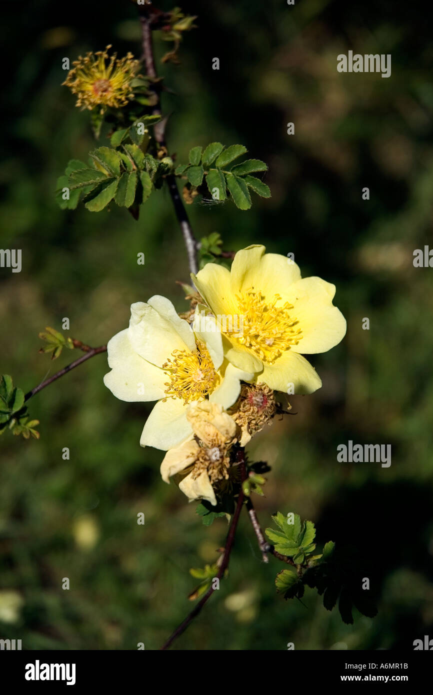 Yellow dwarf rose Stock Photo - Alamy