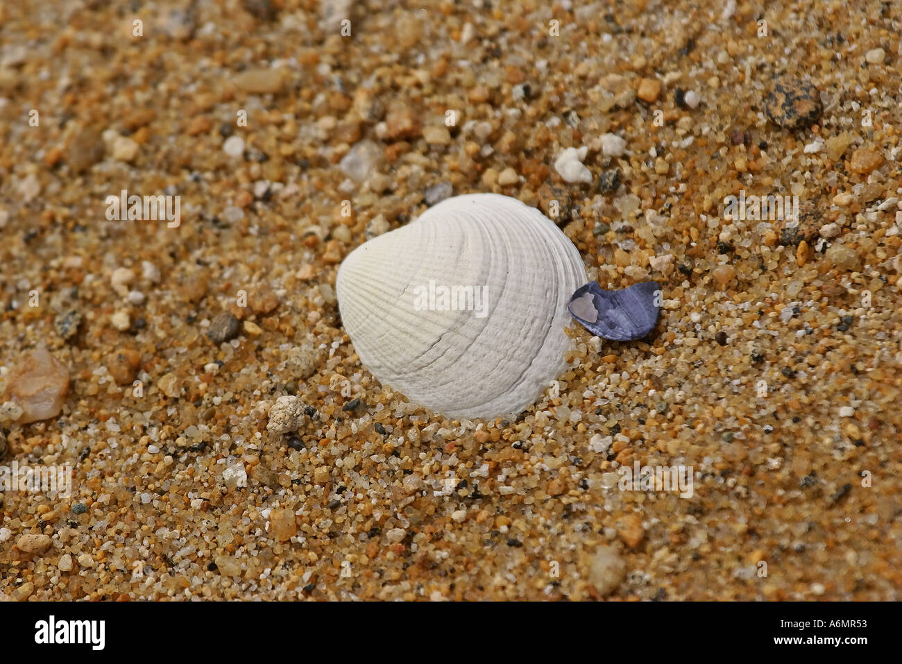 Seashell on beach at Half Moon Bay on Stewart Island in scenic New ...