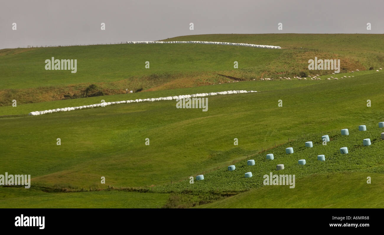Hay field in new zealand hi-res stock photography and images - Alamy