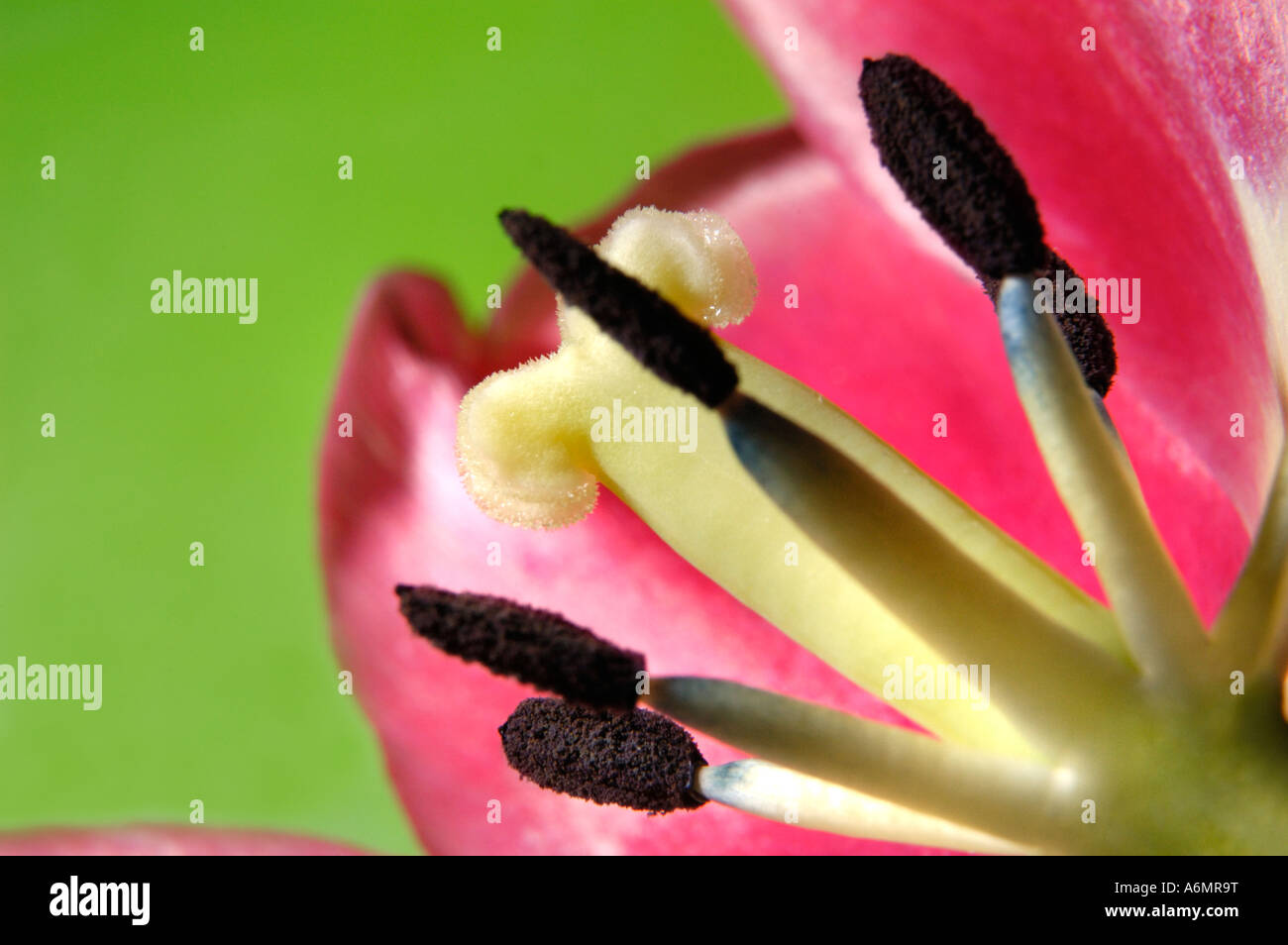 Red tulip pistil and stamens macro Stock Photo - Alamy