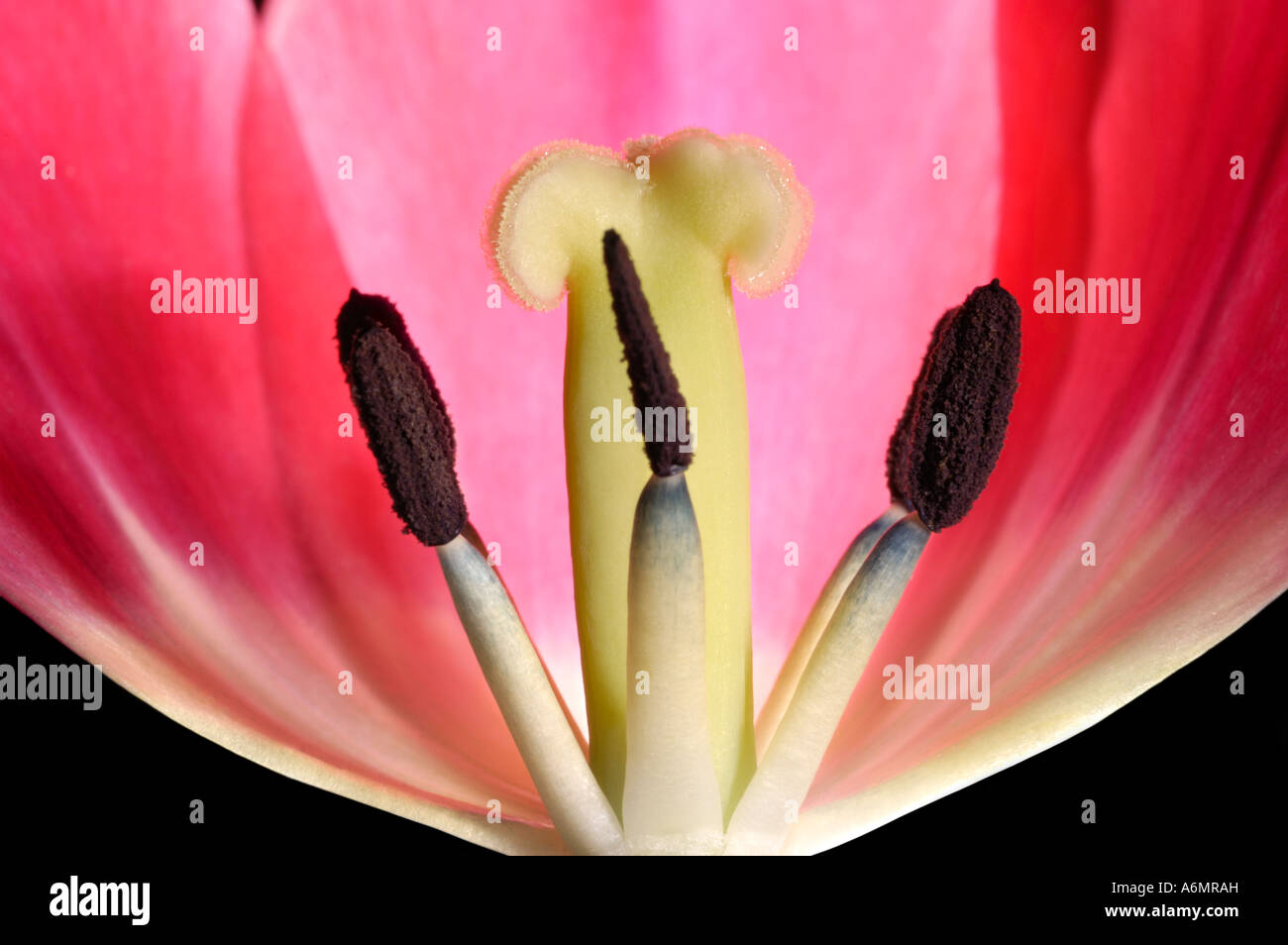 Structure of pistil hi-res stock photography and images - Alamy