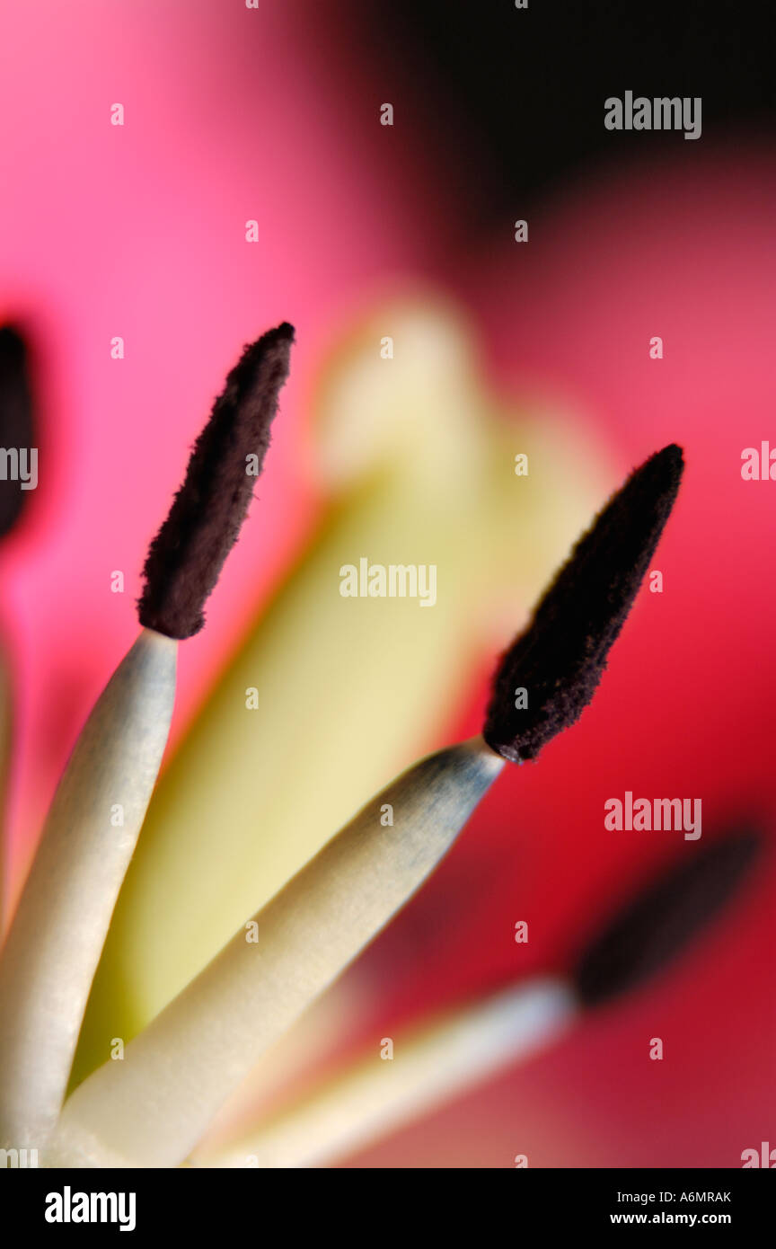 Structure of pistil hi-res stock photography and images - Alamy