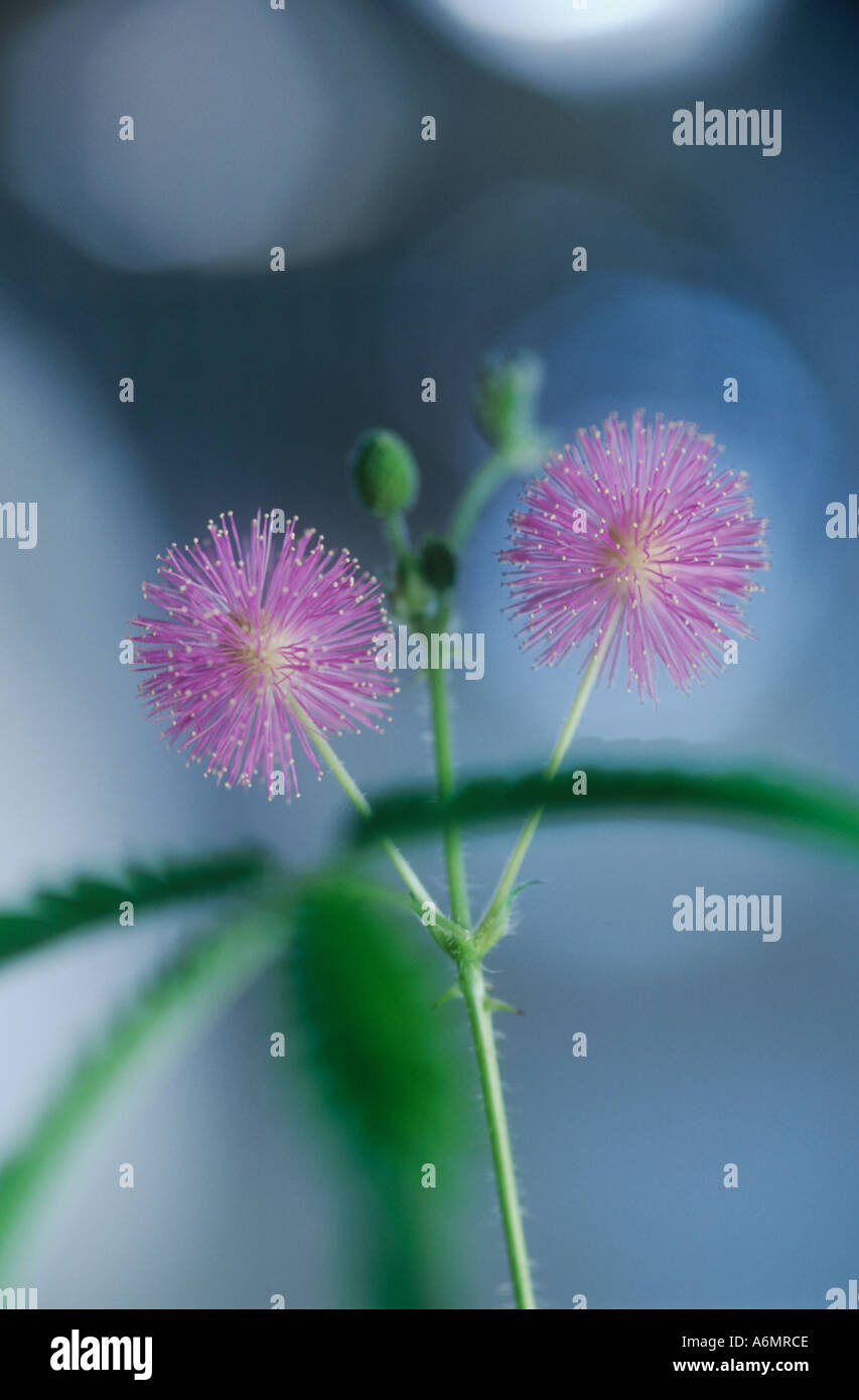 sensitive plant mimosa pudica fabacaea Stock Photo - Alamy