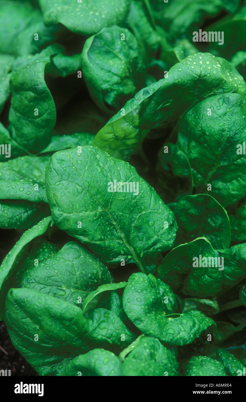 spinach leaves spinachia oleracea Stock Photo - Alamy