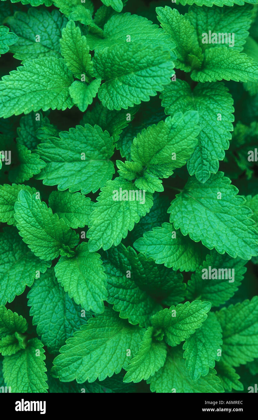 lemon balm leaves melissa officinalis lamiaceae Stock Photo - Alamy