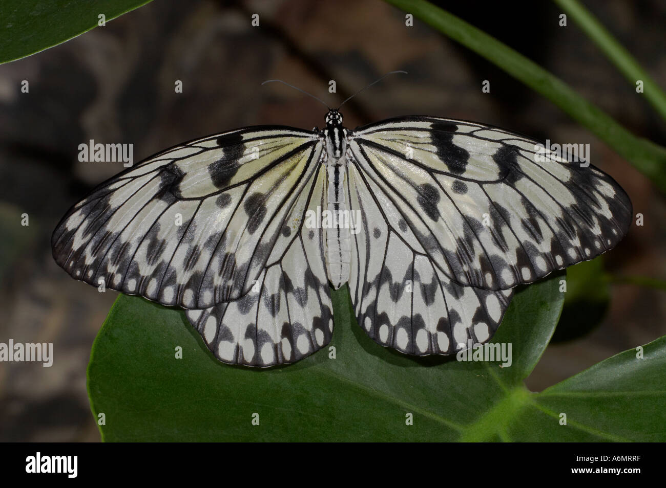 White Tree Nymph - Idea leuconoe Stock Photo - Alamy