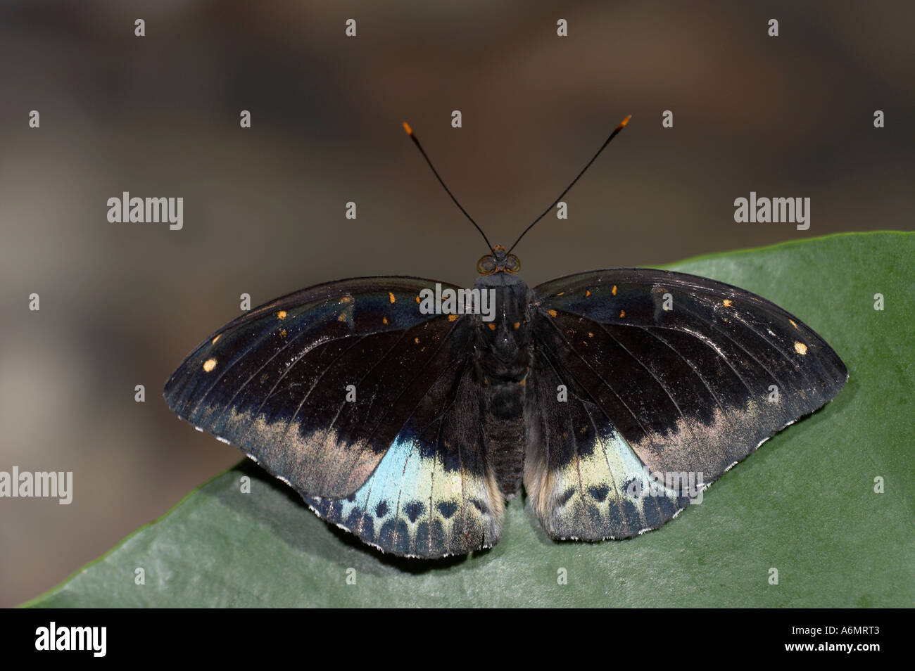Male archduke butterfly hi-res stock photography and images - Alamy