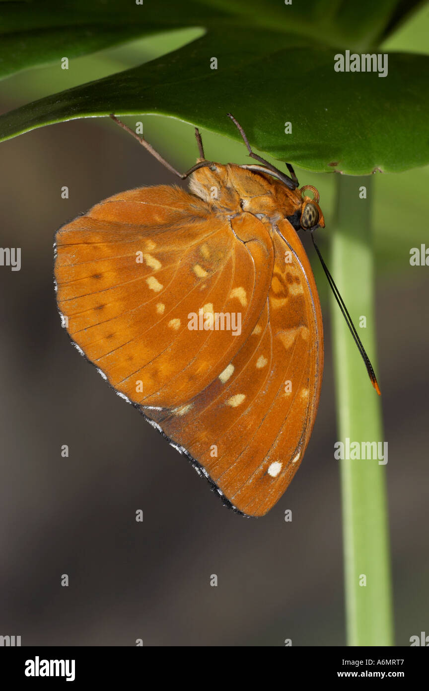 The Archduke Butterfly - Euthalia dirtea Stock Photo - Alamy