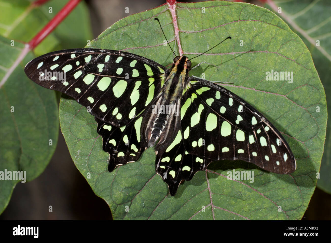 Tailed Jay - Graphium agamemnon Stock Photo - Alamy