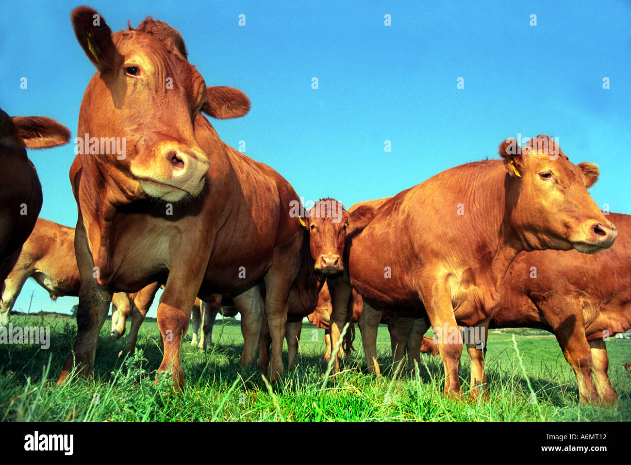 South Devon beef cattle UK Stock Photo - Alamy