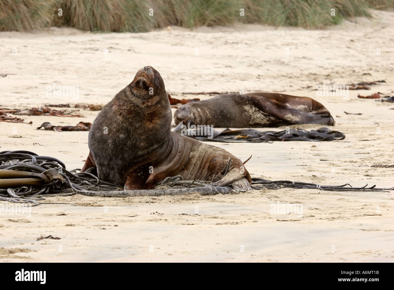 New Zealand Fur Seal in scenic New Zealand Stock Photo - Alamy