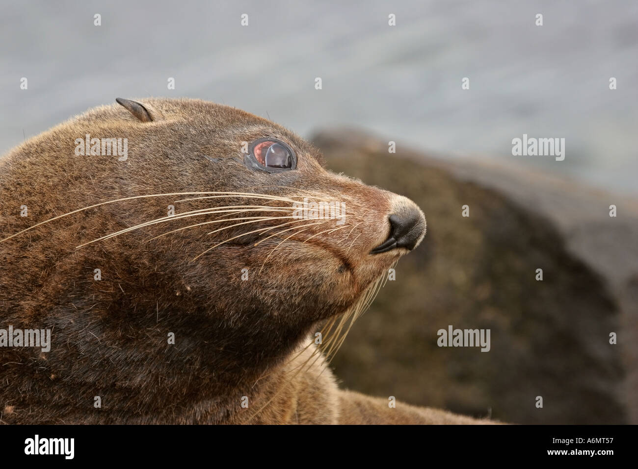 New Zealand Fur Seal in scenic New Zealand Stock Photo - Alamy