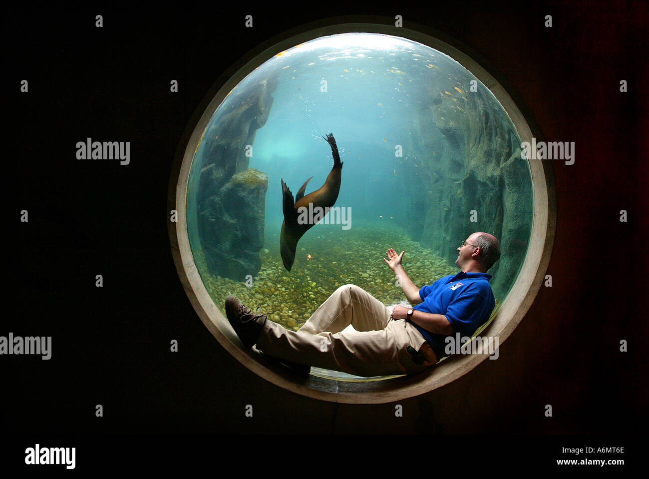 An underwater viewing window at the Living Coasts tourist attraction in ...