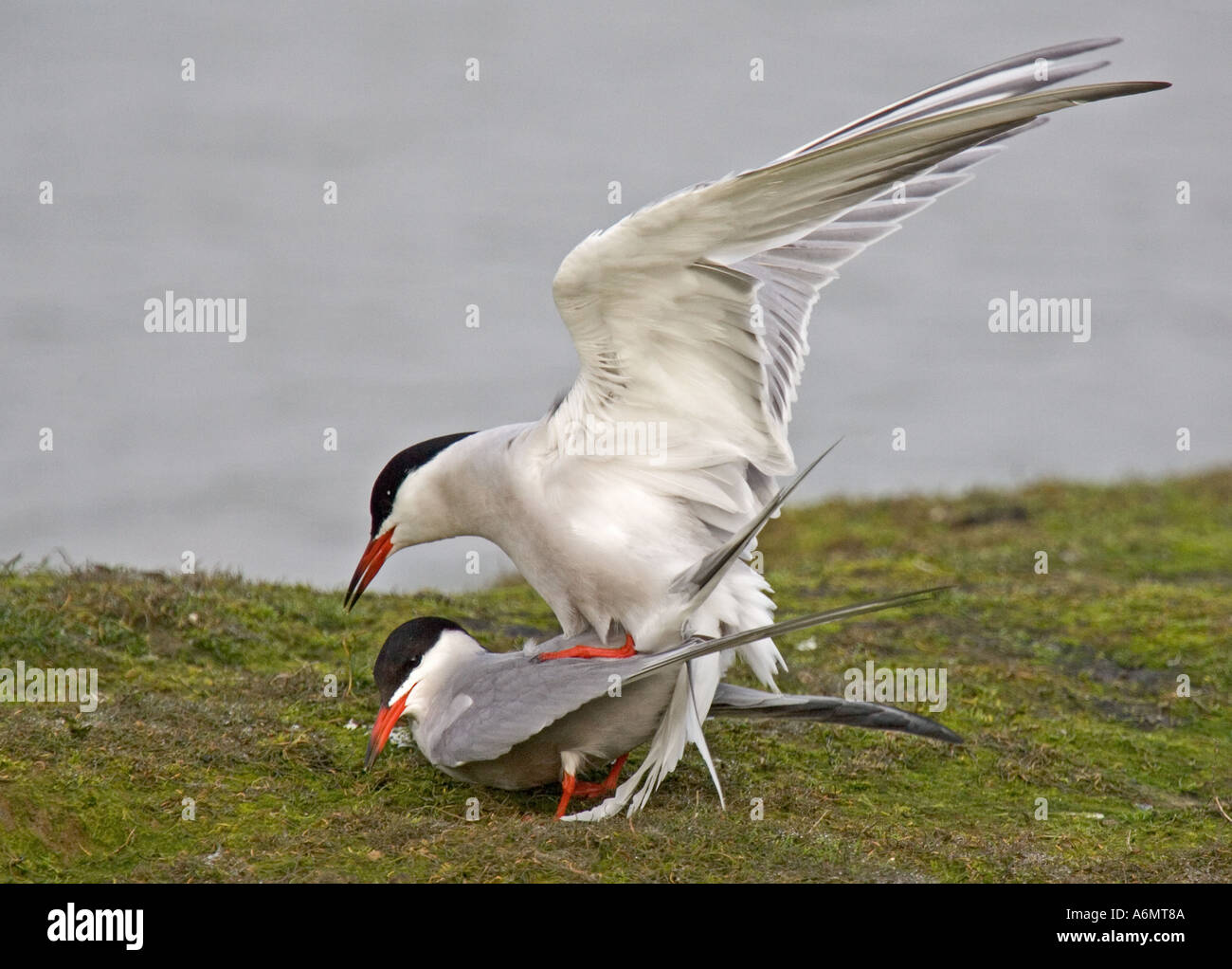 Common Terns mating Stock Photo - Alamy