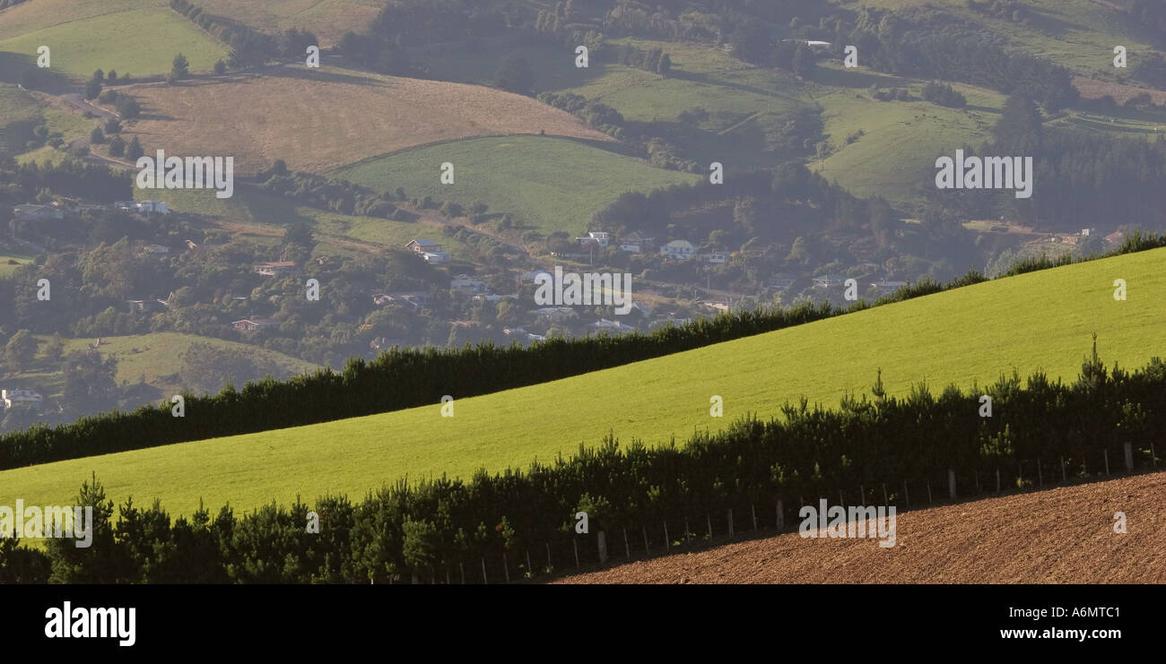 Picturesque field on South Island in scenic New Zealand Stock Photo - Alamy