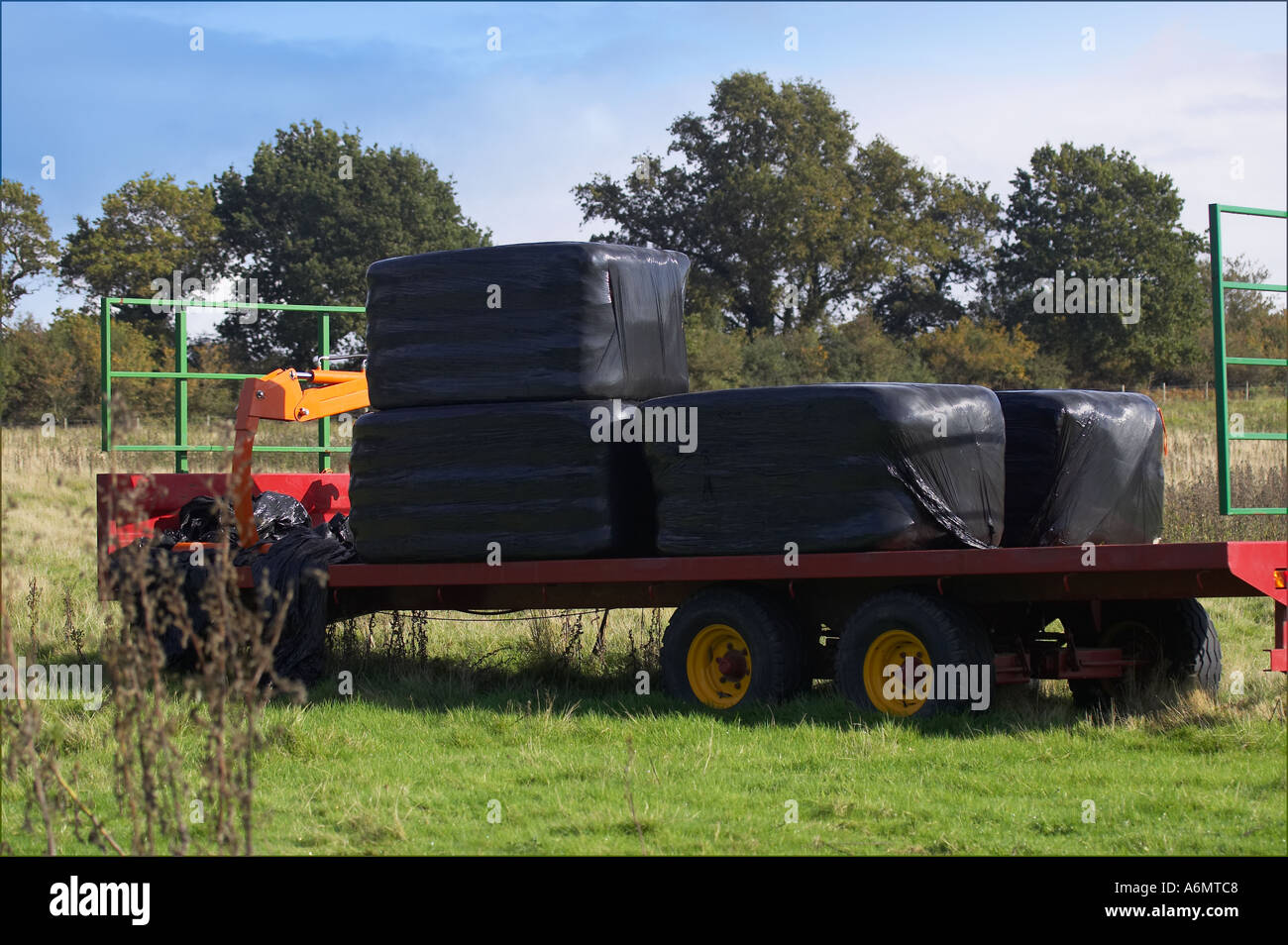 Large Black plastic wrapped hay bales loaded onto to a farm trailer ...