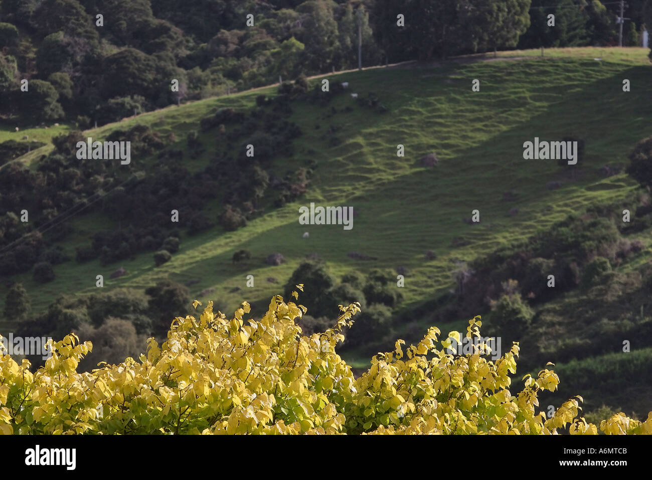 Picturesque field on South Island in scenic New Zealand Stock Photo - Alamy