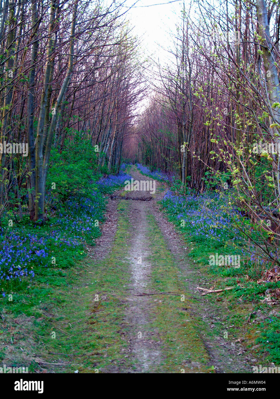 Bluebell woods walk kent hi-res stock photography and images - Alamy