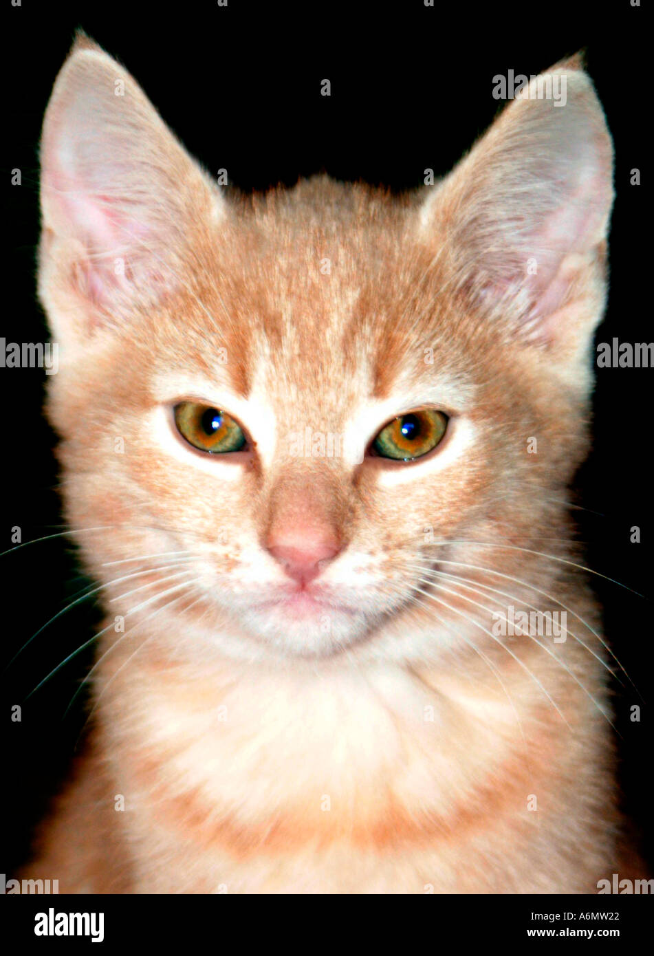 Egyptian ginger hi-res stock photography and images - Alamy