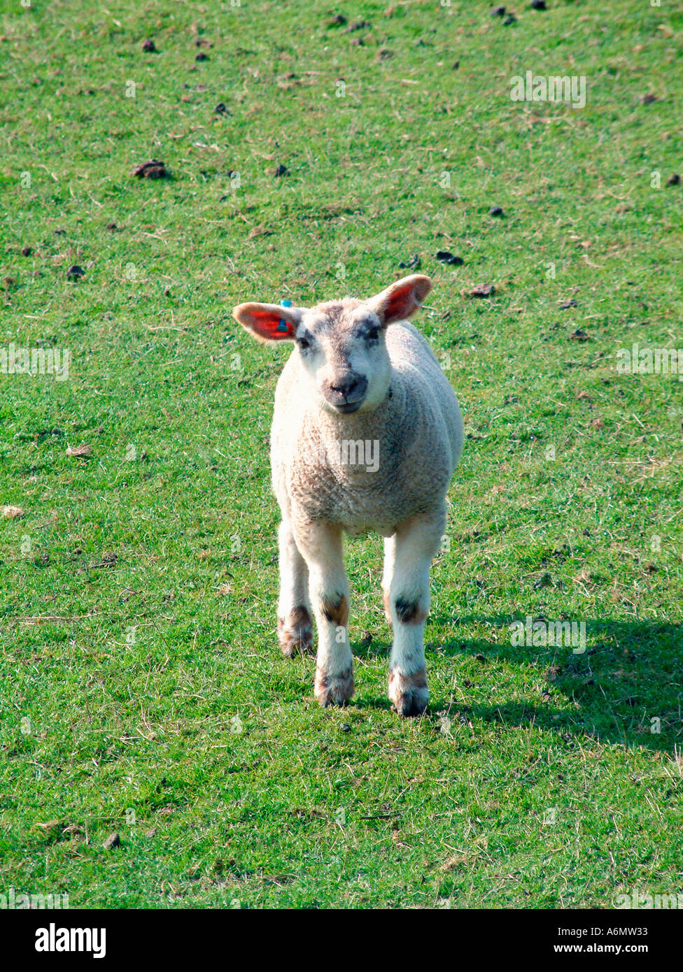 Nosy nosey animal hi-res stock photography and images - Alamy