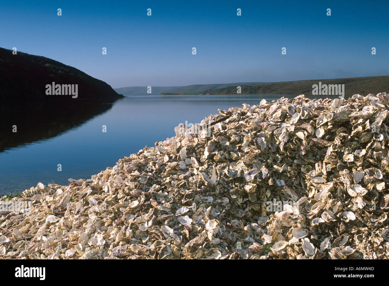 Mound pile of oyster shells at Schooner Bay Drakes Estero Point Reyes ...
