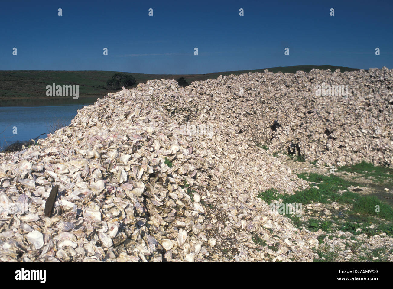 Mound pile of oyster shells at Schooner Bay Drakes Estero Point Reyes ...