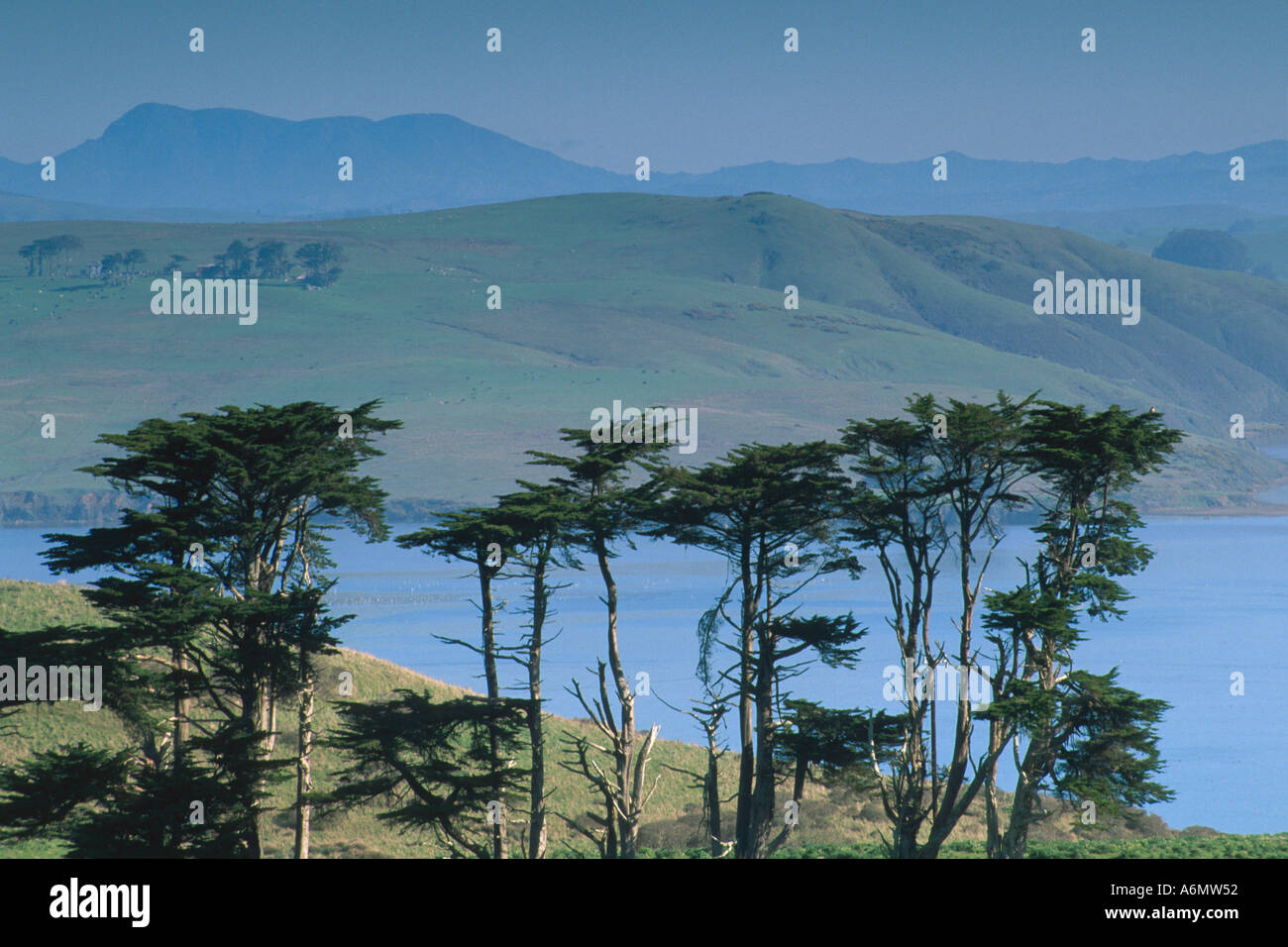 Monterey Cypress Trees Cupressus macrocarpa and hills aboveTomales Bay ...