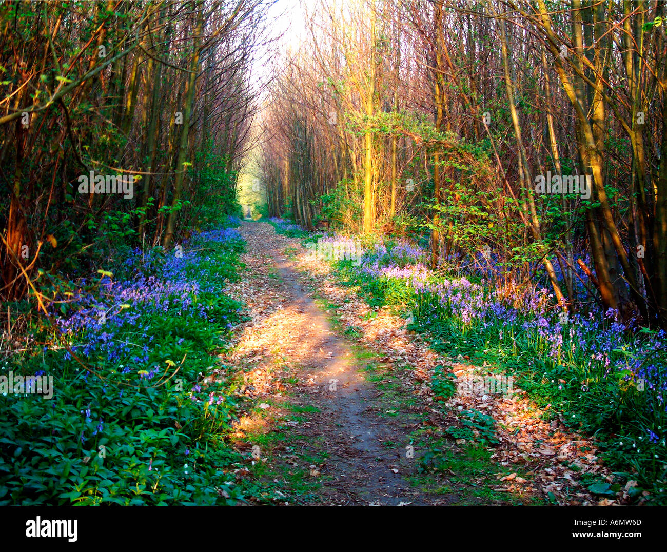 Bluebell woods walk kent hi-res stock photography and images - Alamy