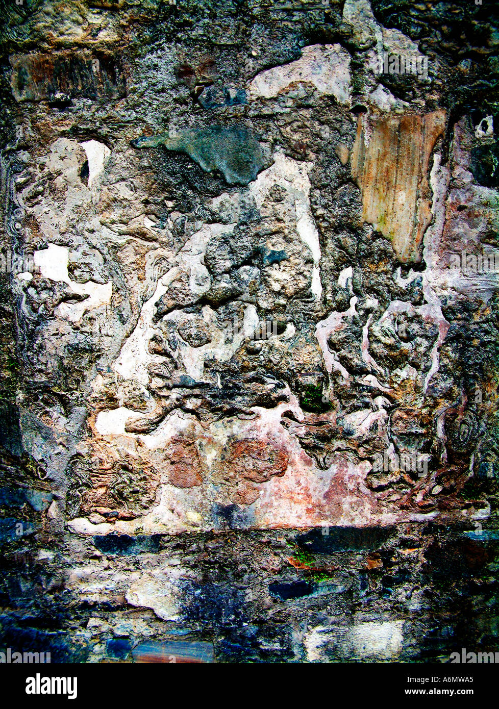 Mussel Fossil High Resolution Stock Photography and Images - Alamy