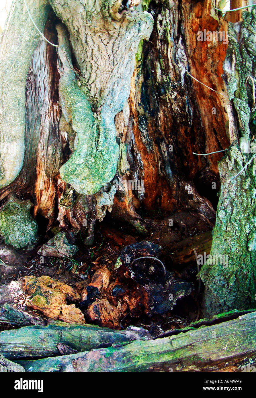 Hollow animals hi-res stock photography and images - Alamy