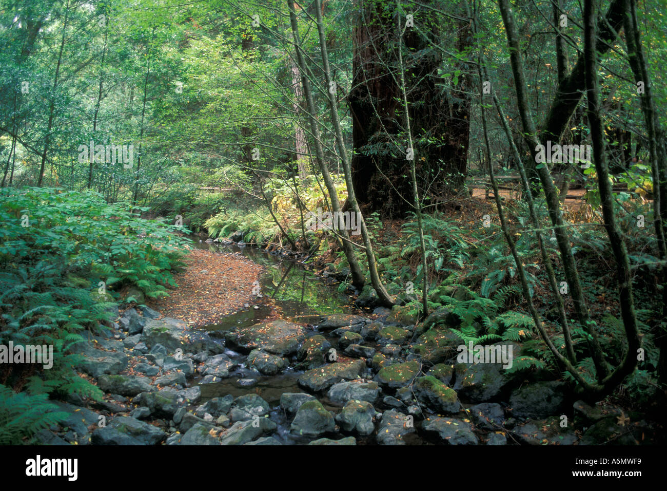 Stream water and rocks in coastal redwood forest Muir Woods National ...