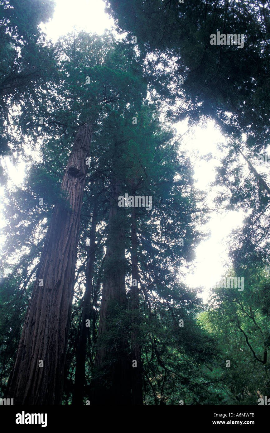 Looking up at large coastal redwood tree in forest Muir Woods National ...