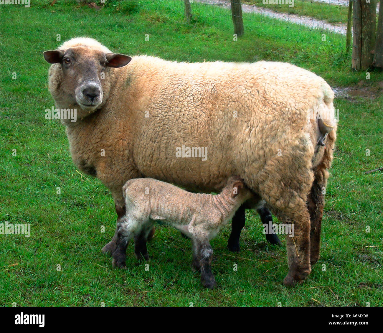 Ewe And Lamb Stock Photo - Alamy
