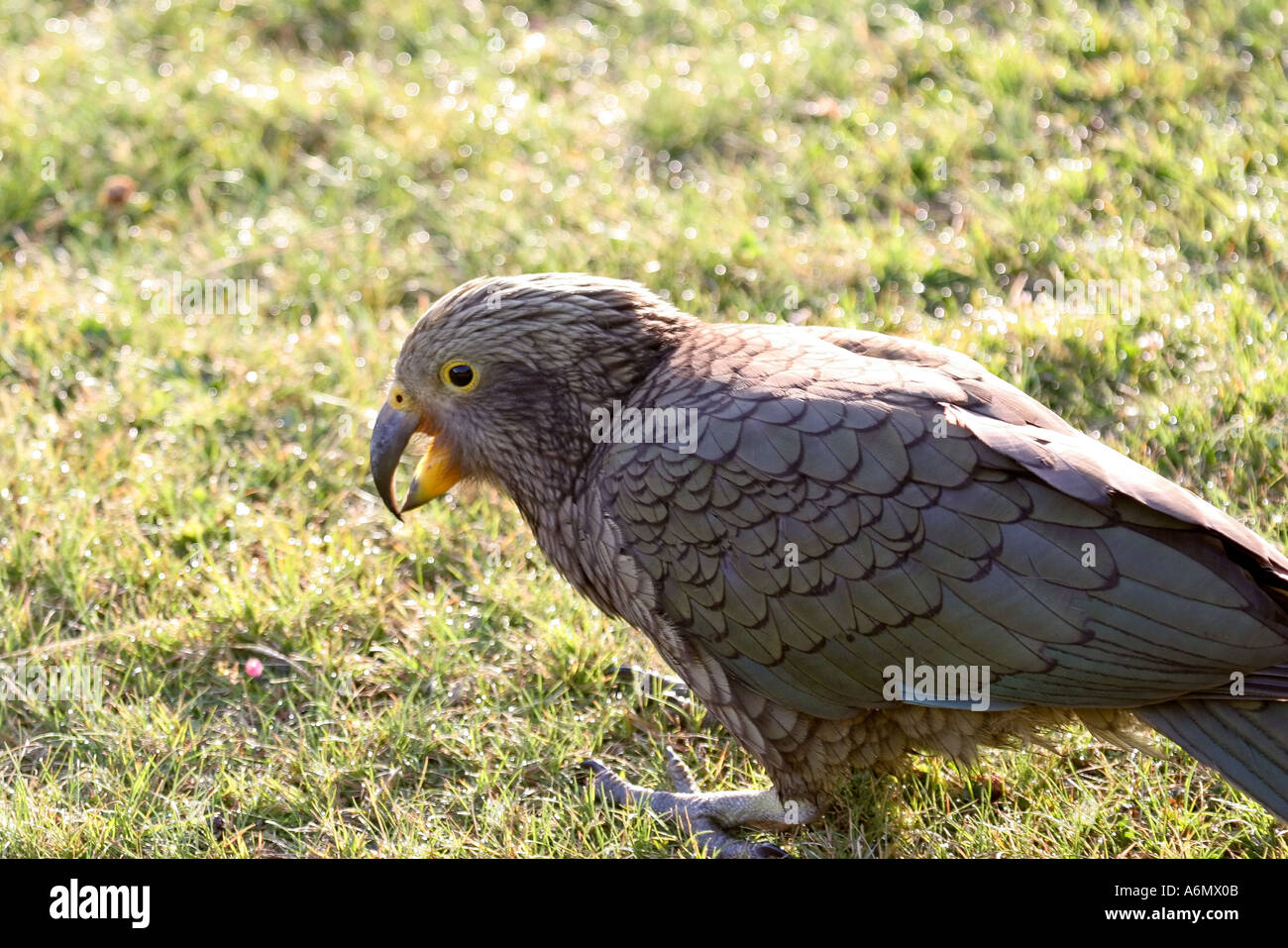 Kea Parrot in Southern Alps in scenic New Zealand Stock Photo - Alamy