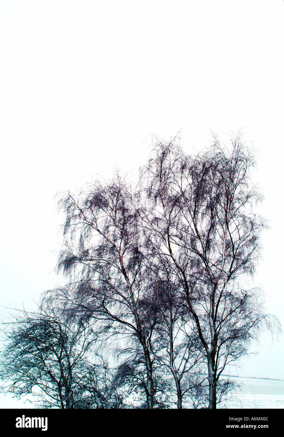 Elegant birches hi-res stock photography and images - Alamy