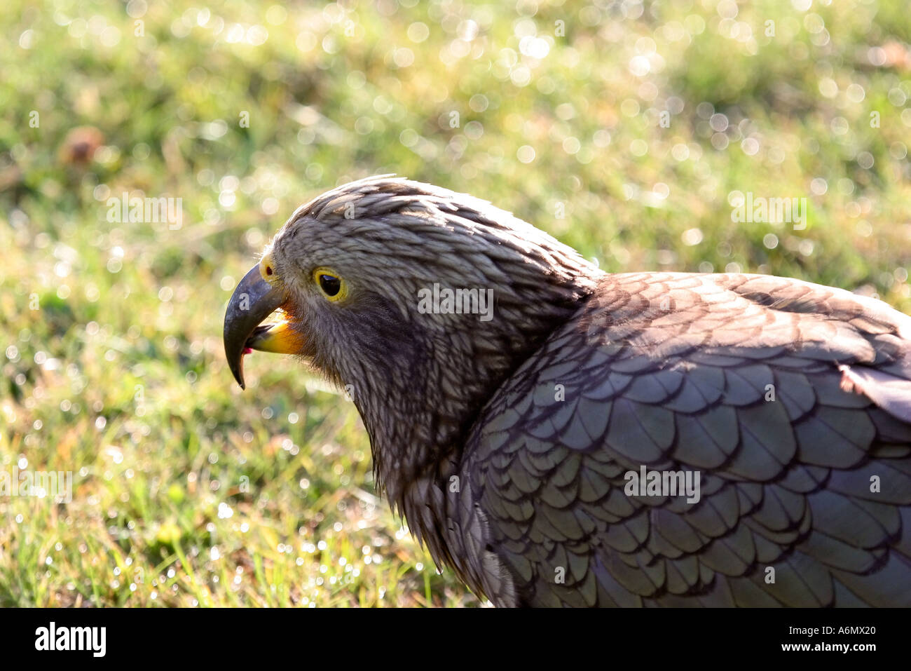 Kea Parrot in Southern Alps in scenic New Zealand Stock Photo - Alamy