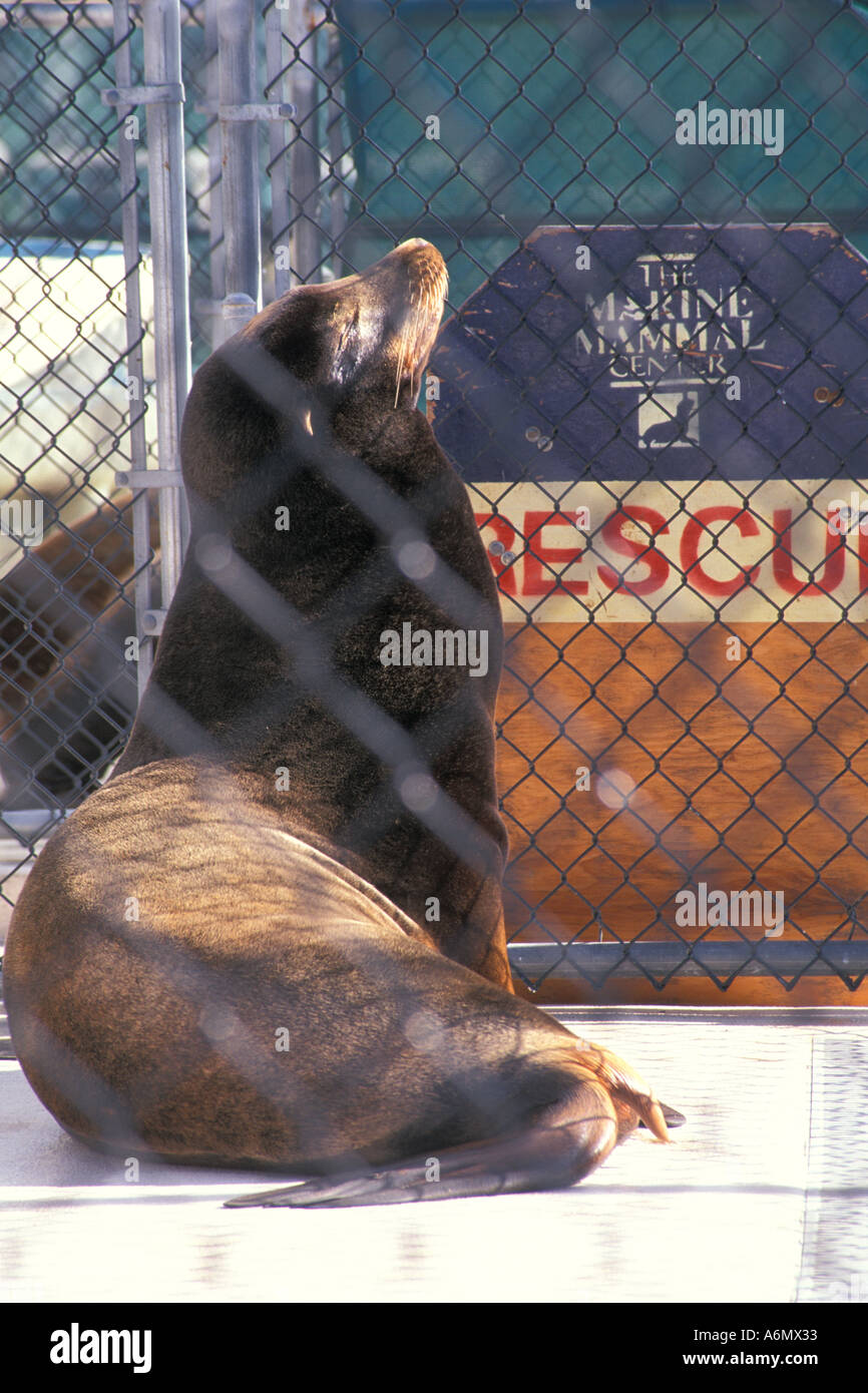 Injured sick sea lion recovers in cage at the Marine Mammal Rescue ...