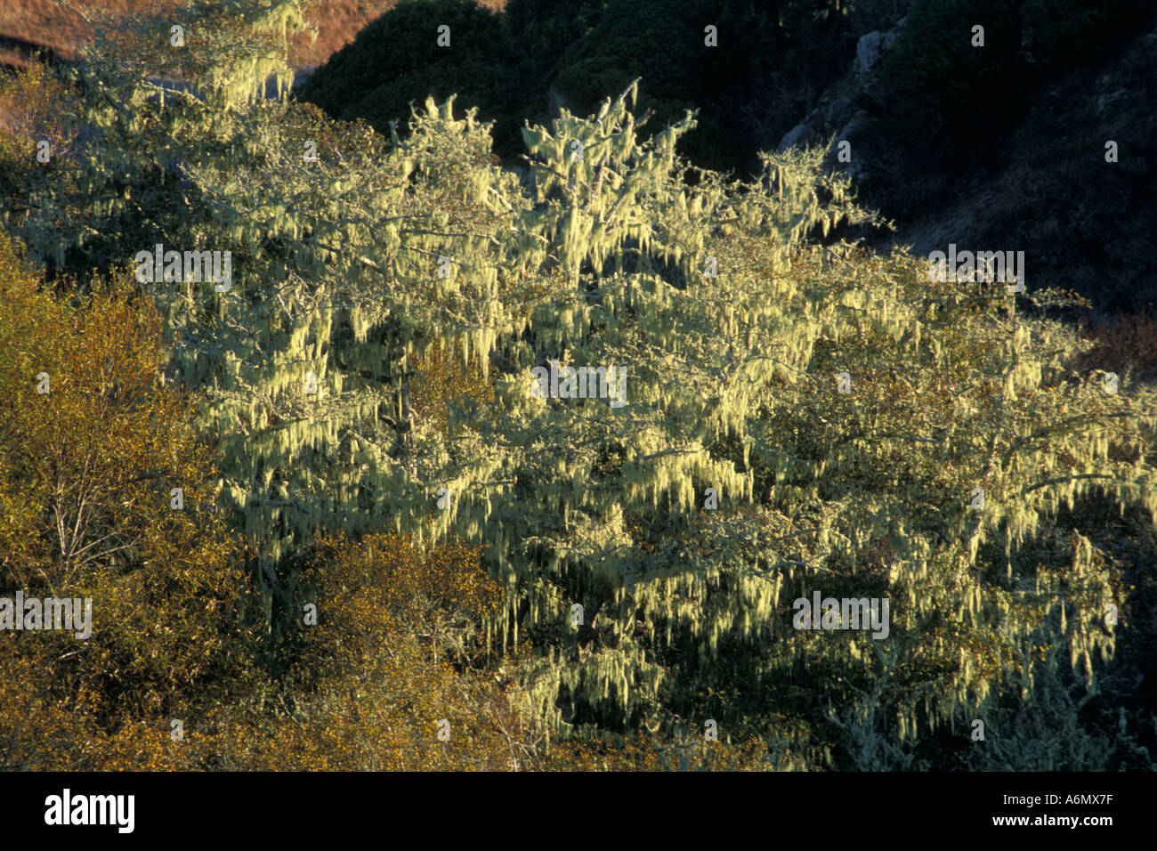 Habitat with moss and lichen covered trees hi-res stock photography and ...