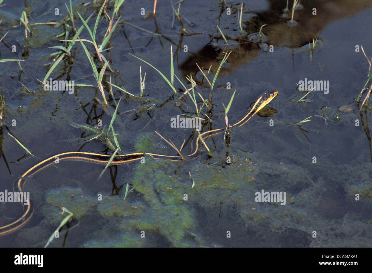 Garter snake swimming through water Mariposa County California Stock ...