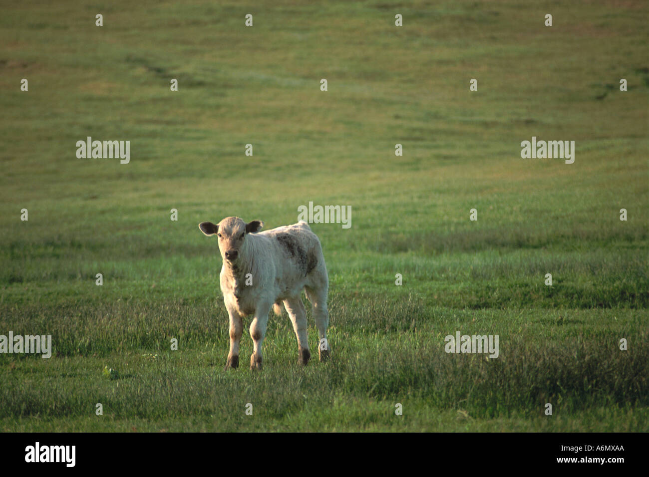 North american cattle ranches hi-res stock photography and images - Alamy