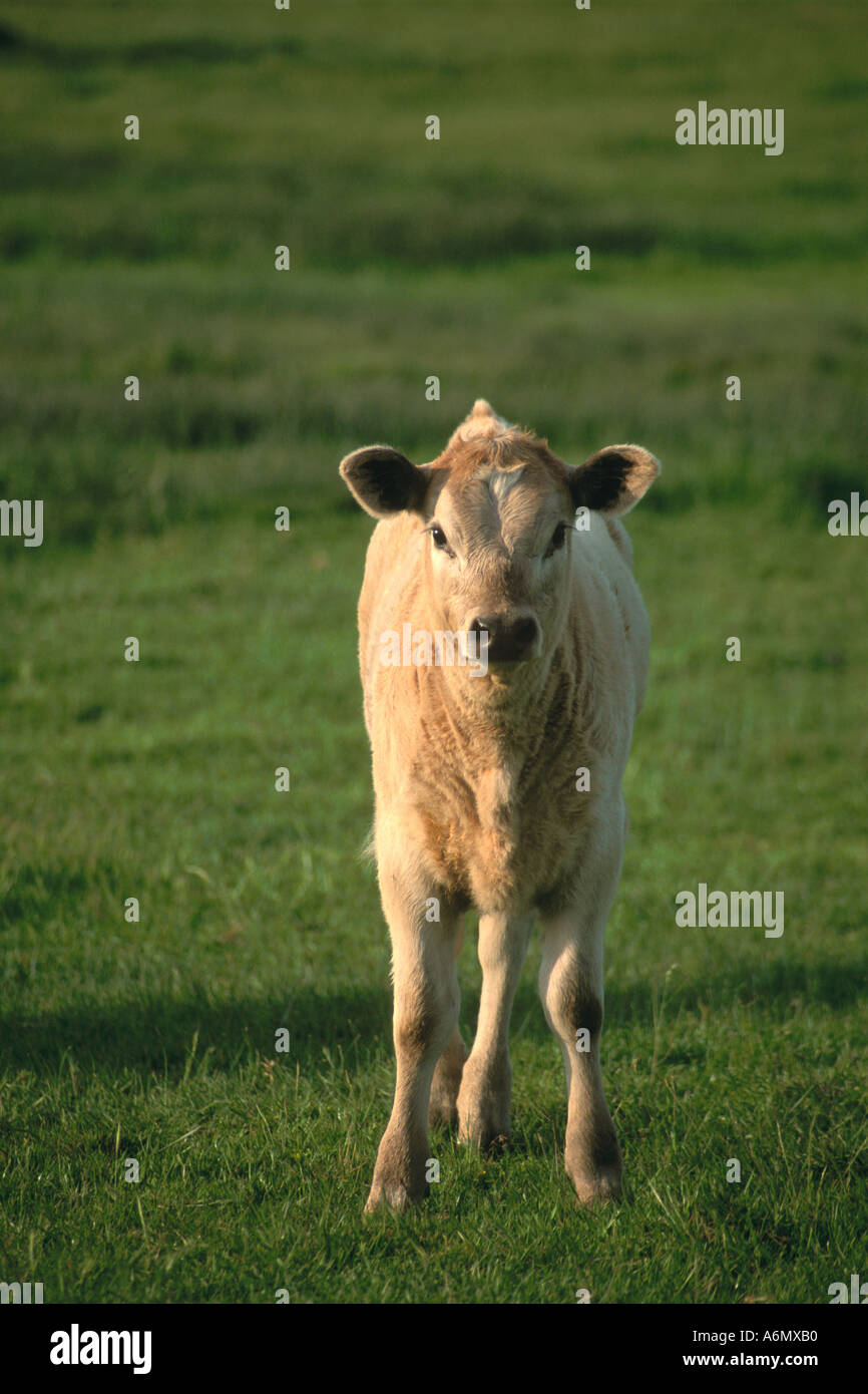 North american cattle ranches hi-res stock photography and images - Alamy