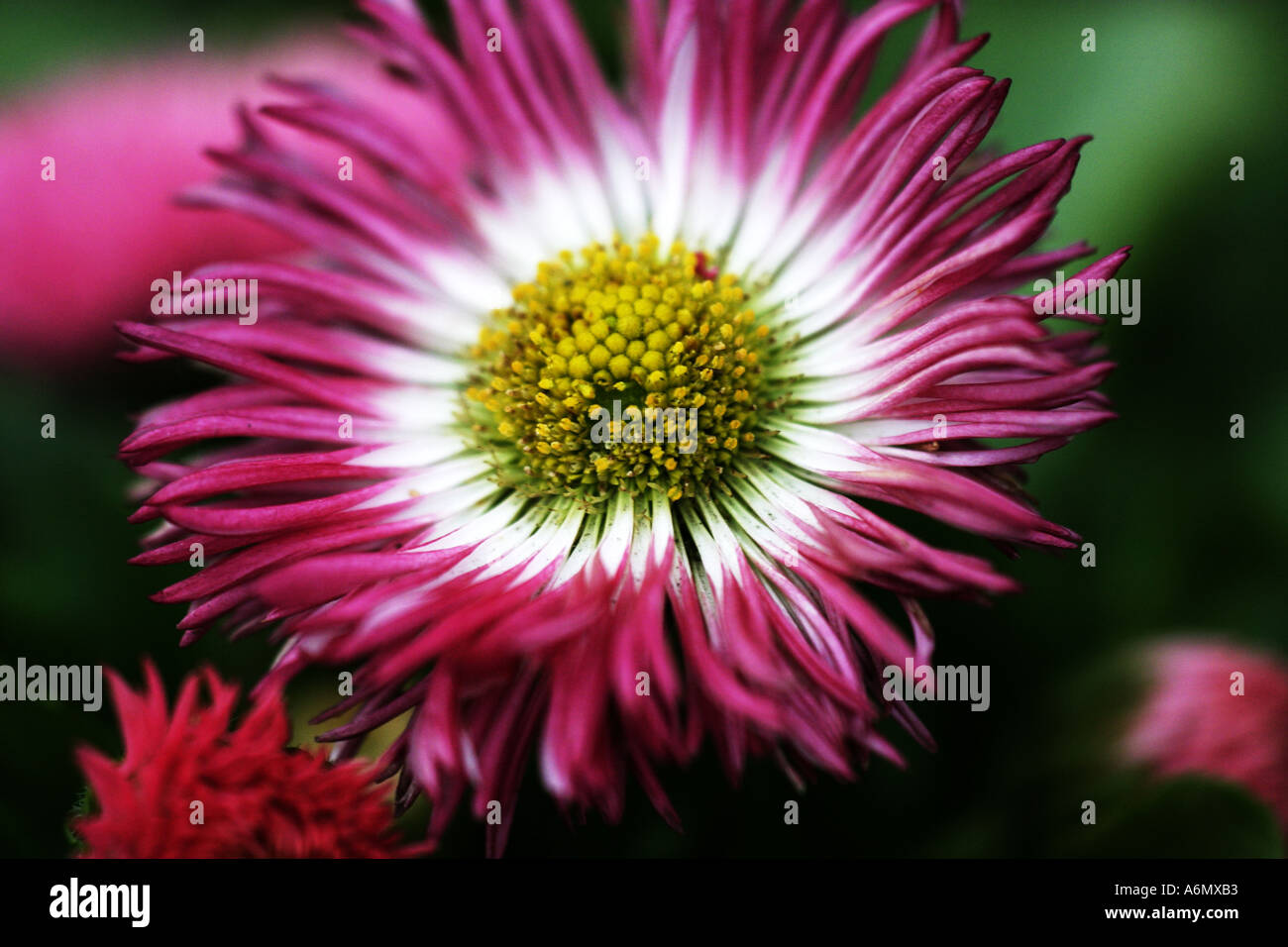 Pink goddess hi-res stock photography and images - Alamy