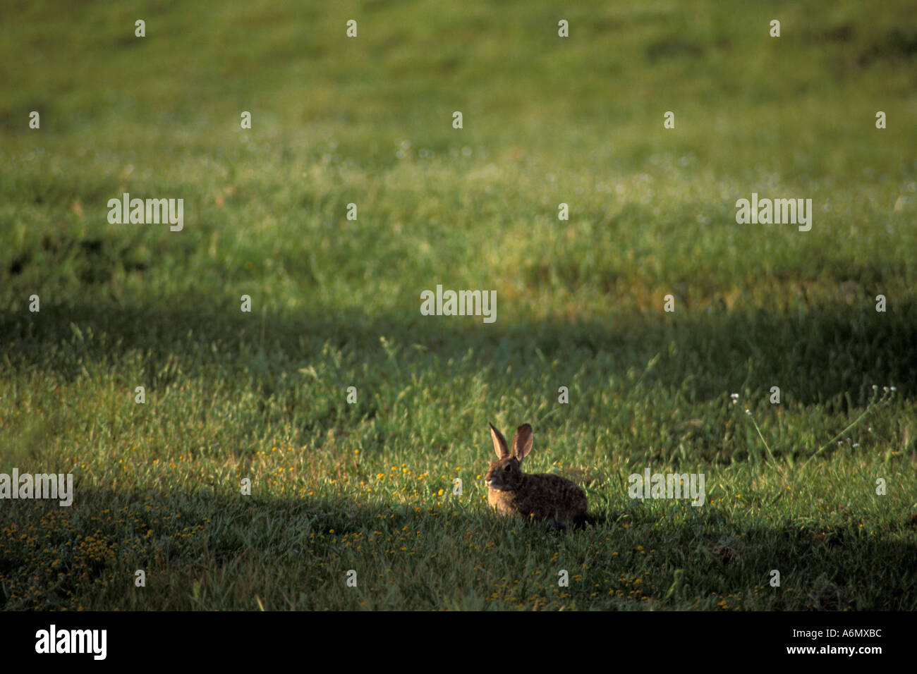 Rabbit in grass field ranch pasture in spring Mariposa California Stock ...