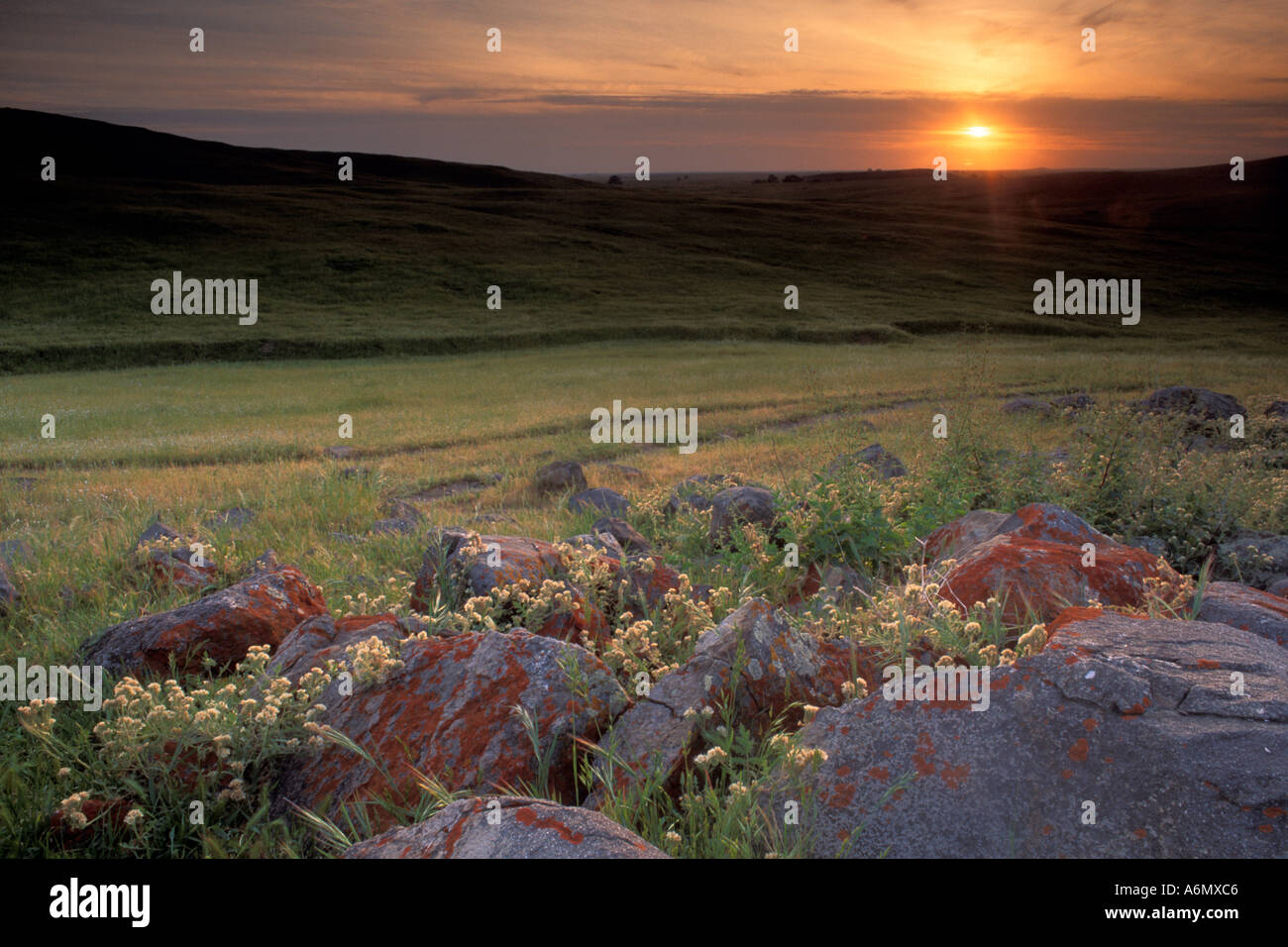 Sunset over green grass pasture land in spring Mariposa County Sierra ...