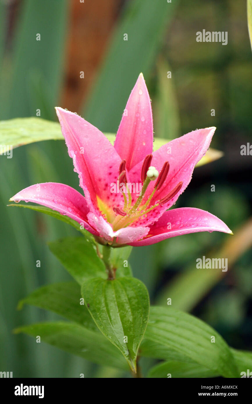 Pink lilly flower petal detail Stock Photo - Alamy